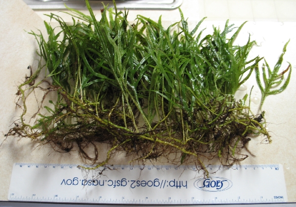 RARE! "Trident" Java Fern! UNIQUE and BEAUTIFUL! | GTA Aquarium Forums