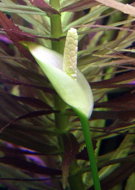 Anubias Flower! | The Planted Tank Forum